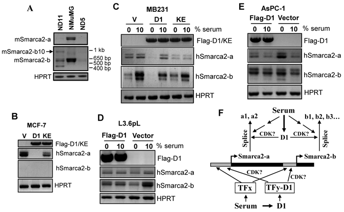 Complex Alternative Splicing of the Smarca2 Gene Suggests the ...