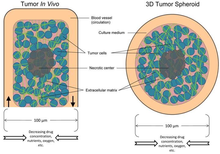 Rapid Generation of In Vitro Multicellular Spheroids for the Study of ...