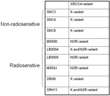 Normal Sequence and Activity but Reduced Levels of DNA-Pkcs in Human ...