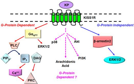 Kisspeptin/KISS1R System in Breast Cancer