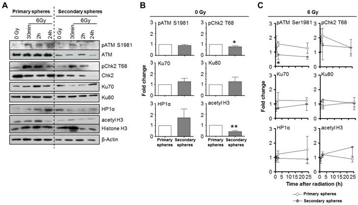 Efficacy of Beta1 Integrin and EGFR Targeting in Sphere-Forming Human ...