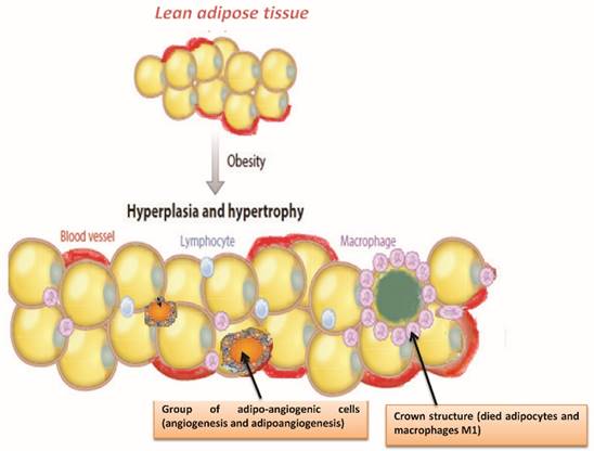 Obesity and cancer: the role of adipose tissue and adipo-cytokines ...