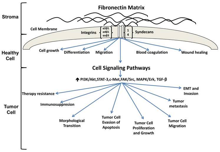 Fibronectin: How Its Aberrant Expression in Tumors May Improve ...