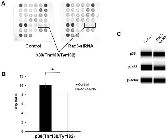 Rac3 Regulates Cell Invasion, Migration and EMT in Lung Adenocarcinoma ...