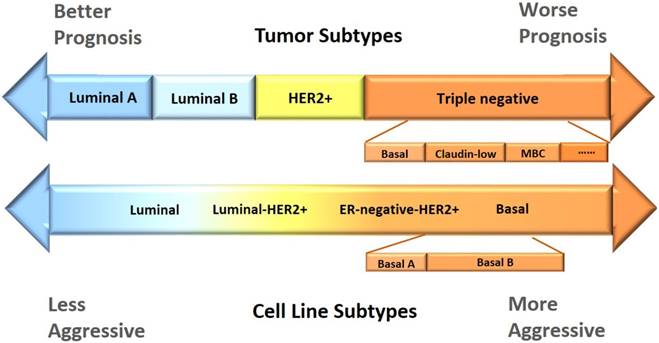 Breast Cancer Cell Line Classification and Its Relevance with Breast ...