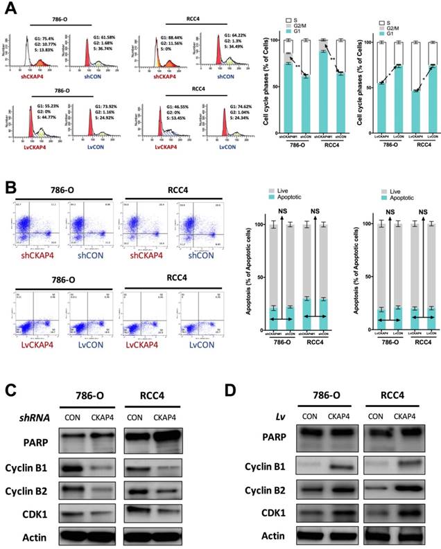 Overexpression of CKAP4 is Associated with Poor Prognosis in Clear Cell ...