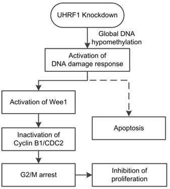 UHRF1 is an Independent Prognostic Factor and a Potential Therapeutic ...