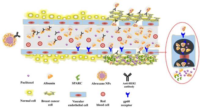 Recombinant nanocomposites by the clinical drugs of Abraxane® and ...
