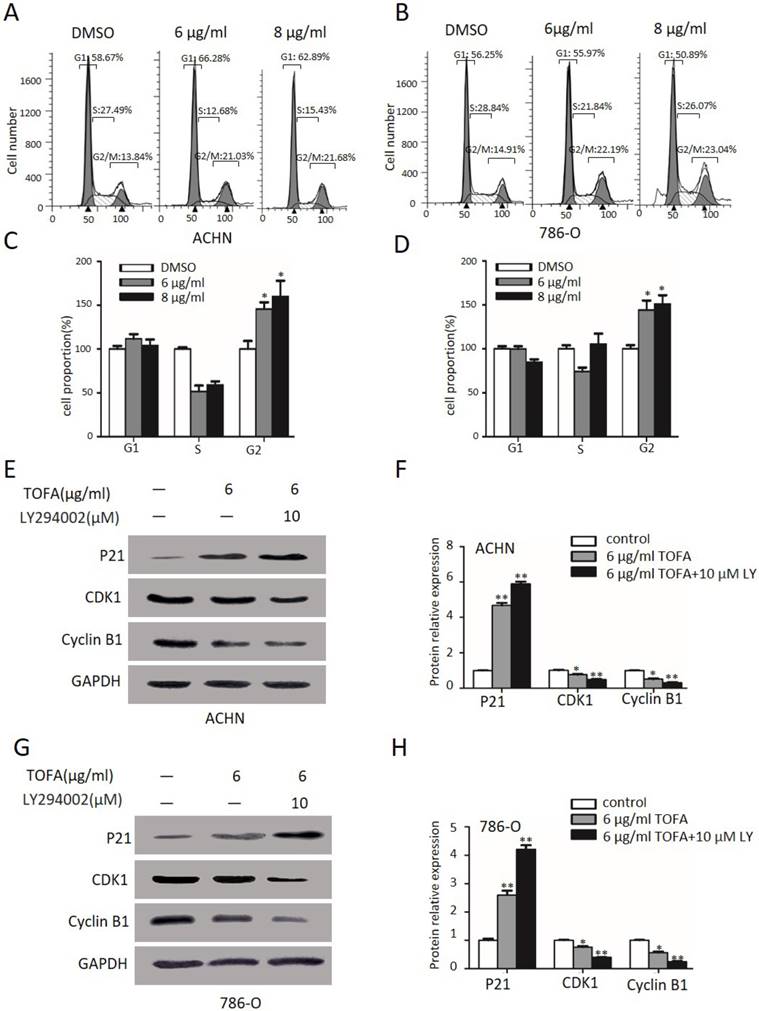 TOFA induces cell cycle arrest and apoptosis in ACHN and 786-O cells ...