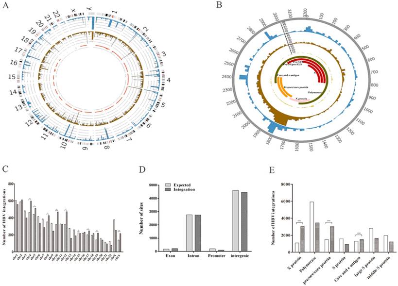 Molecular Characterization of HBV DNA Integration in Patients with ...