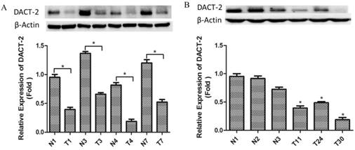 Downregulation of DACT-2 by Promoter Methylation and its ...