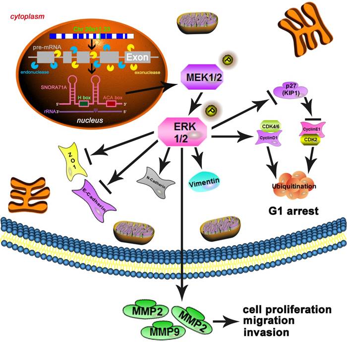 Small Nucleolar RNA 71A Promotes Lung Cancer Cell Proliferation ...