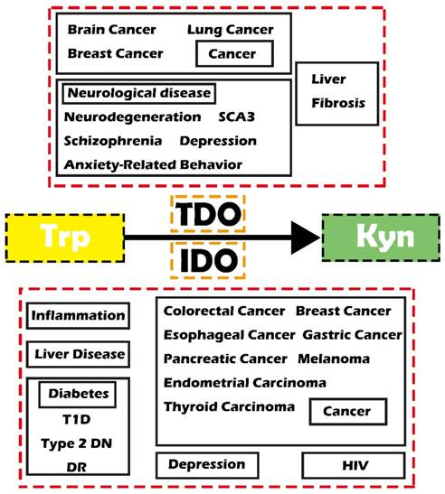 Role of IDO and TDO in Cancers and Related Diseases and the Therapeutic ...