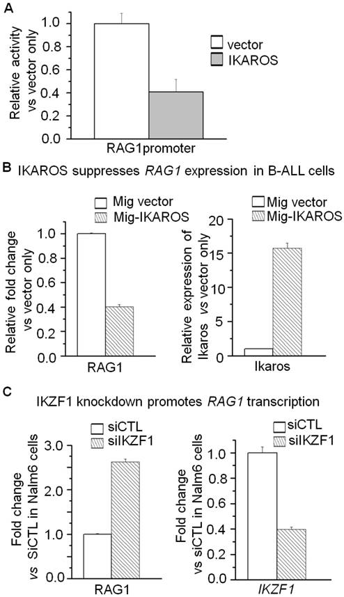 RAG1 high expression associated with IKZF1 dysfunction in adult B-cell ...