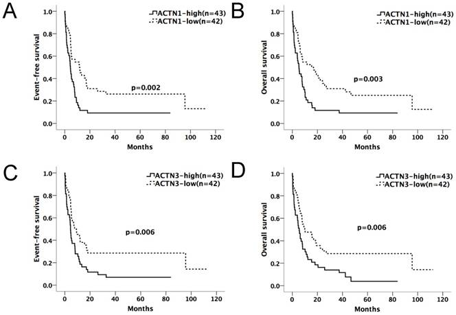 High Expression Levels of ACTN1 and ACTN3 Indicate Unfavorable ...
