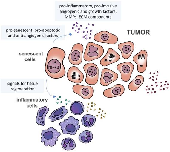 Cellular Interactions in the Tumor Microenvironment: The Role of Secretome