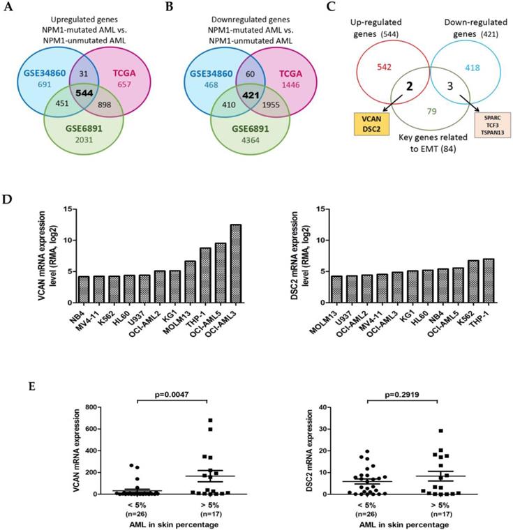 Up-regulation of EMT-related gene VCAN by NPM1 mutant-driven TGF-β/cPML ...