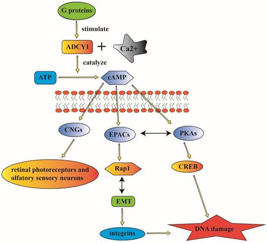 A perspective profile of ADCY1 in cAMP signaling with drug-resistance ...