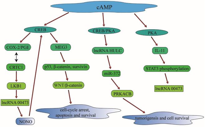 A perspective profile of ADCY1 in cAMP signaling with drug-resistance ...