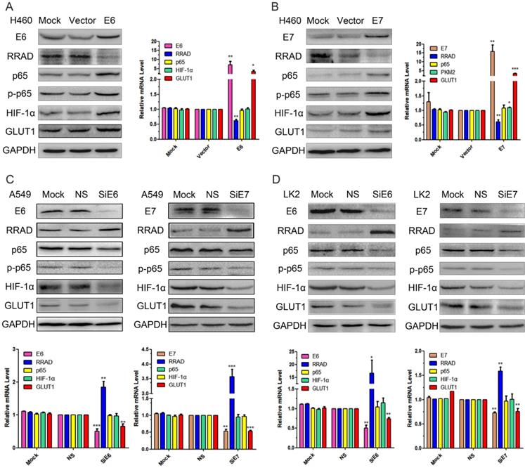HPV 16 E6/E7 up-regulate the expression of both HIF-1α and GLUT1 by ...
