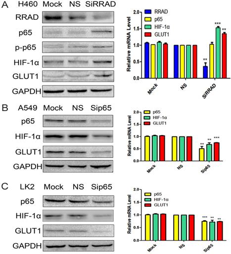 HPV 16 E6/E7 up-regulate the expression of both HIF-1α and GLUT1 by ...