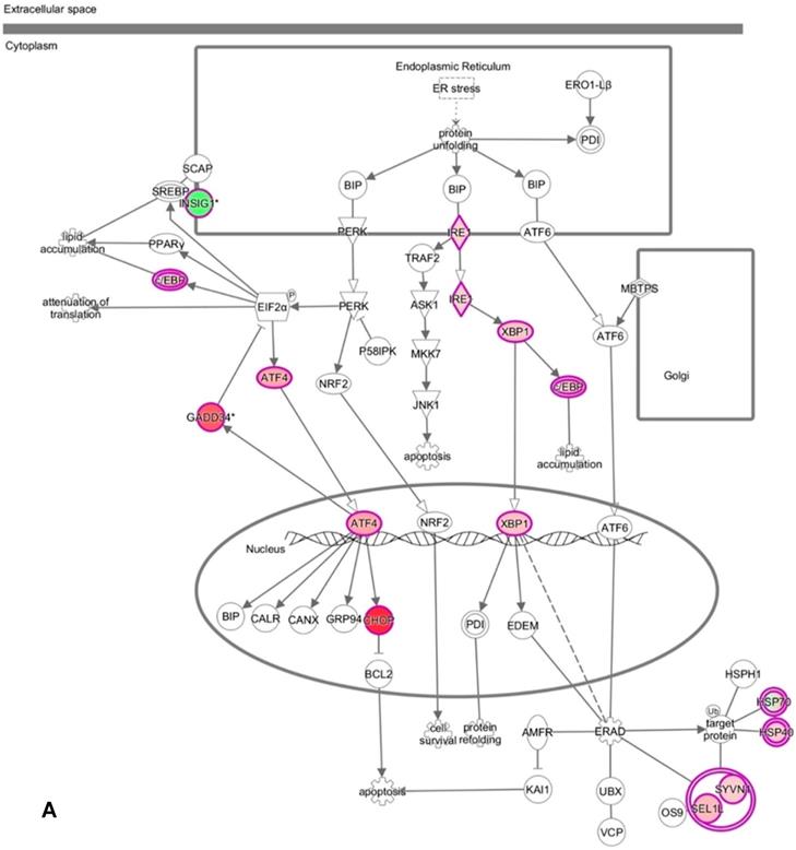 E-cigarette aerosols induce unfolded protein response in normal human ...