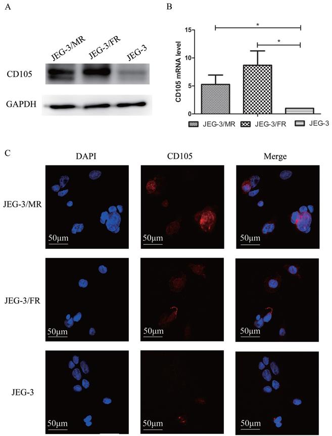 CD105 overexpression mediates drug-resistance in choriocarcinoma cells ...