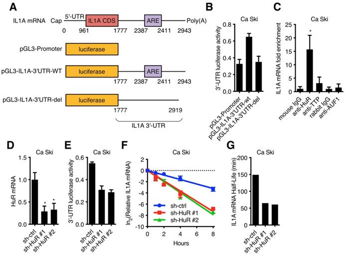 p16 promotes proliferation in cervical carcinoma cells through CDK6-HuR ...