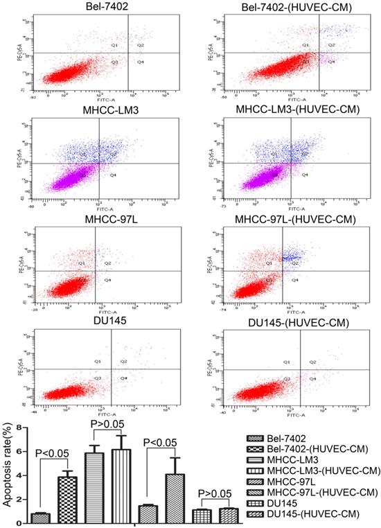 Macrovascular Endothelial Cells Enhance the Motility of Liver Cancer ...