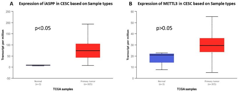 Elevated Expression of Inhibitor of Apoptosis-stimulating Protein of ...