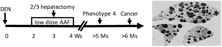Evidence for immortality and autonomy in animal cancer models is often ...