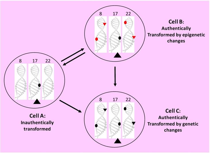 Evidence for immortality and autonomy in animal cancer models is often ...