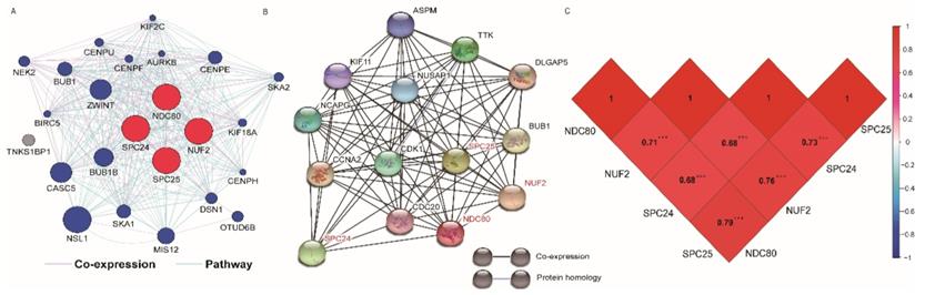 Potential therapeutic targets of the nuclear division cycle 80 (NDC80 ...