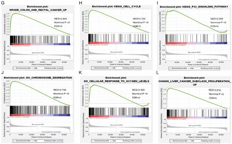 Potential therapeutic targets of the nuclear division cycle 80 (NDC80 ...