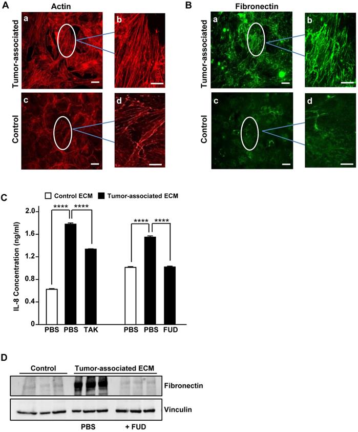 Fibronectin in the Tumor Microenvironment Activates a TLR4-dependent ...