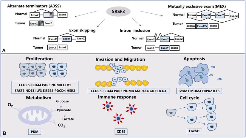 Aberrant expression and regulatory network of splicing factor-SRSF3 in ...