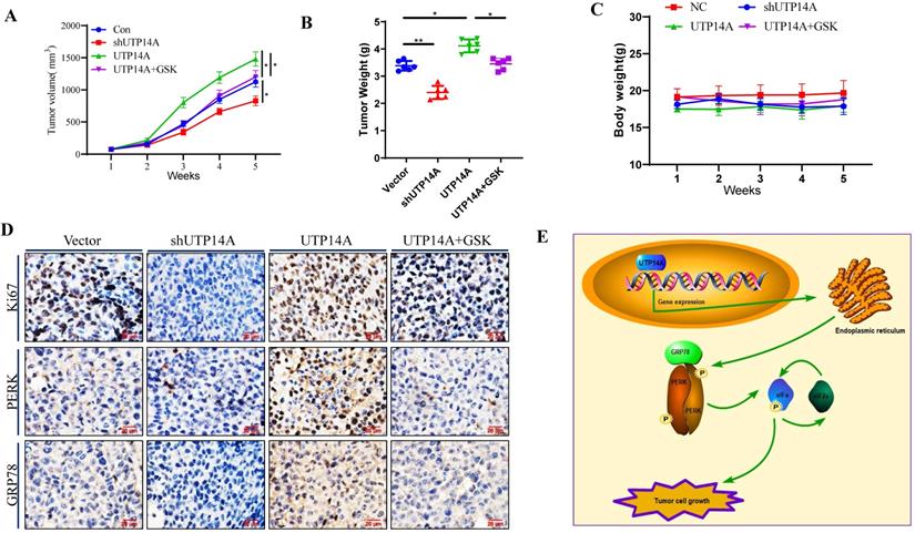 U three protein 14a (UTP14A) promotes tumour proliferation and ...