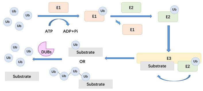 Advances in deubiquitinating enzymes in lung adenocarcinoma