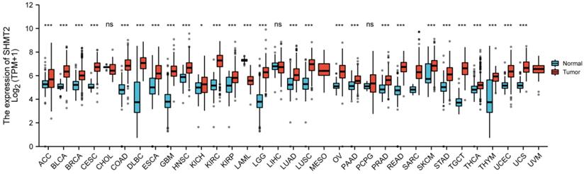 Roles of Mitochondrial Serine Hydroxymethyltransferase 2 (SHMT2) in ...