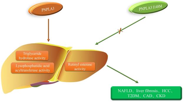 Research progress, challenges and perspectives on PNPLA3 and its ...
