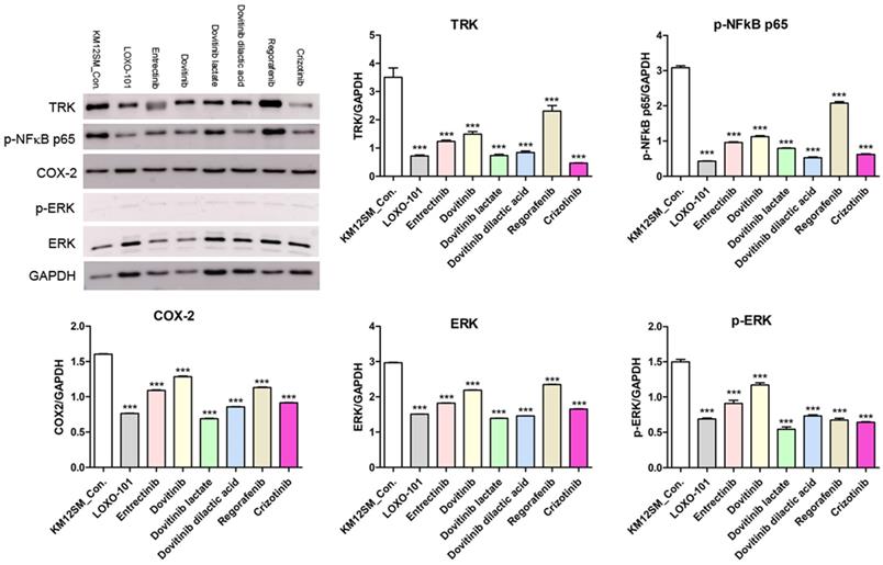 TRK inhibitors block NFKB and induce NRF2 in TRK fusion-positive colon ...