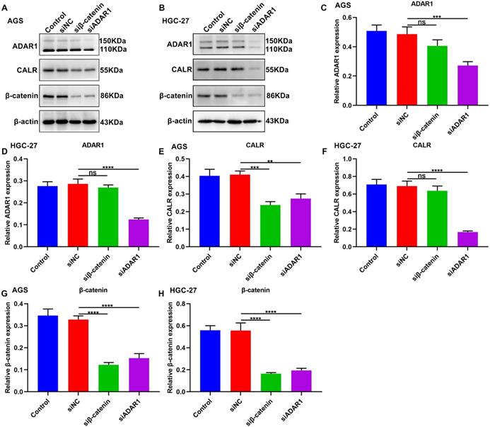 Targeting ADAR1 suppresses progression and peritoneal metastasis of ...