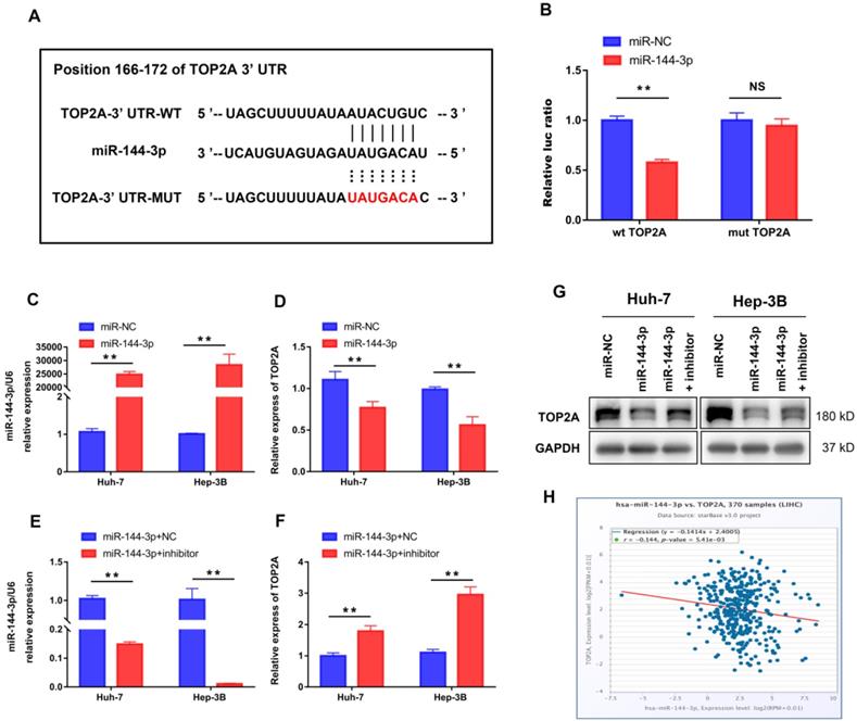 TOP2A promotes proliferation and metastasis of hepatocellular carcinoma ...