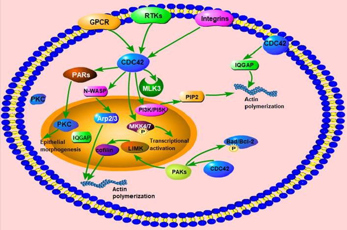 The role of cell division control protein 42 in tumor and non-tumor ...