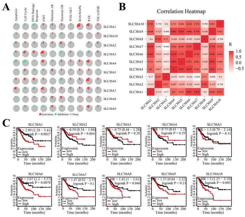 The correlation and role analysis of SLC30A1 and SLC30A10 in cervical ...