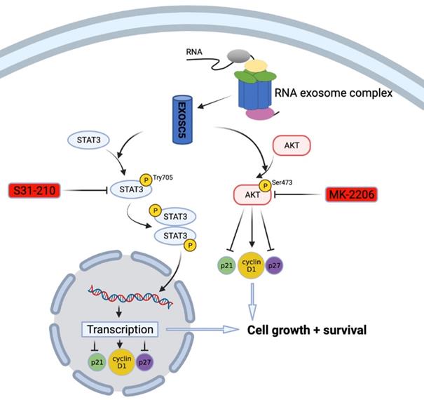EXOSC5 promotes proliferation of gastric cancer through regulating AKT ...