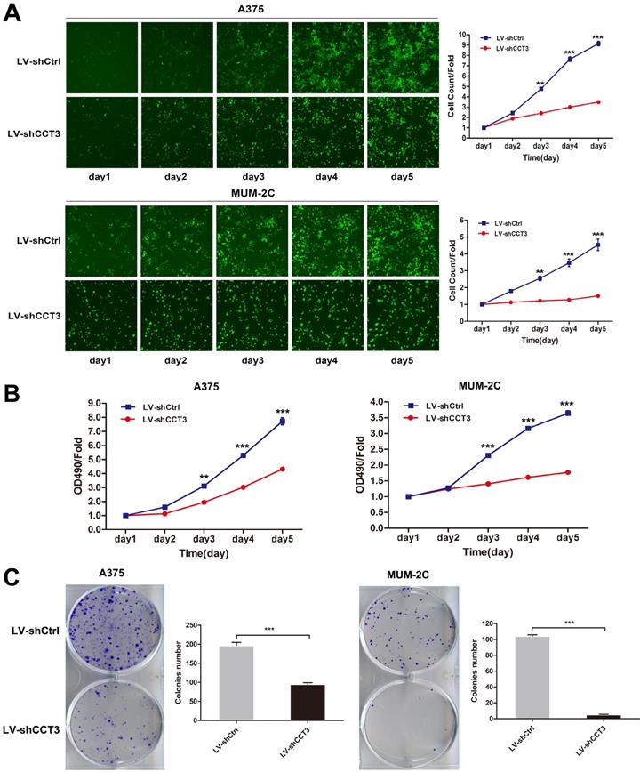 Suppression of CCT3 inhibits melanoma cell proliferation by ...
