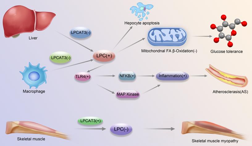Research progress in the role and mechanism of LPCAT3 in metabolic ...