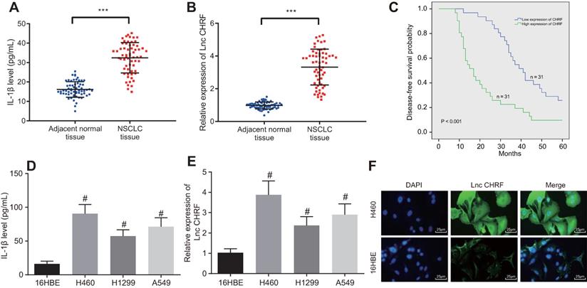 IL-1β-Triggered Long Non-coding RNA CHRF Induces Non-Small Cell Lung ...
