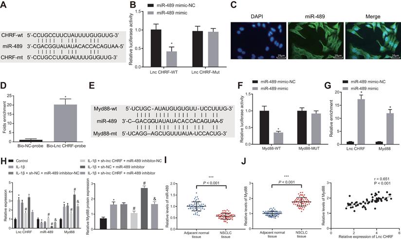 IL-1β-Triggered Long Non-coding RNA CHRF Induces Non-Small Cell Lung ...